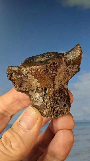 DOLPHIN VERTEBRA FOSSIL. Pleistocene Ice Age 45mm x 60mm Boxed EUR 40 ...