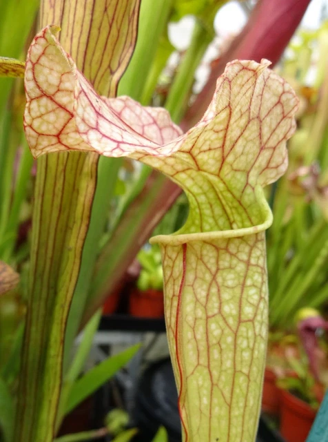 SARRACENIA X “KENTISH Maid” carnivorous plant £6.95 - PicClick UK