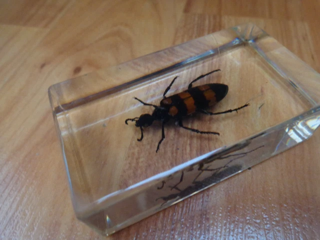 CHINESE BLISTER BEETLE Taxidermy Glass Block Real Life Bugs & Insects ...