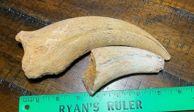CRAZY HUGE SPINOSAURUS Hand Claw Dinosaur Fossil Kem Kem Beds Morocco ...