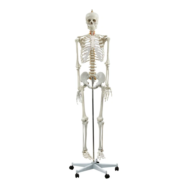 LIFE-SIZE SKELETON - Anatomically Correct Medical Human Skeleton Model ...