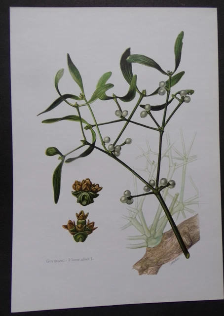 PLANCHE ARBRISSEAUX ARBUSTES ARBRES : Gui blanc Viscum album EUR 3,90 ...