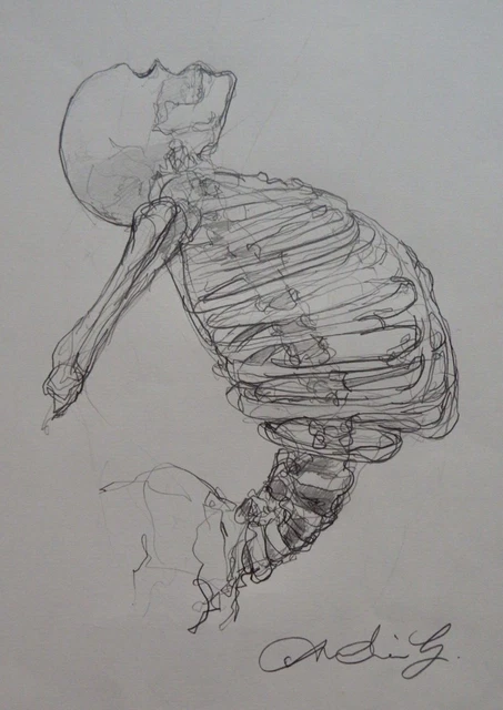 ORIGINAL PENCIL LINE sketch drawing of a skeleton torso on ivory white ...