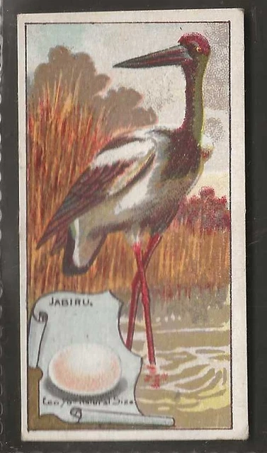 WILLS AUSTRALIAN-BIRDS OF Australasia 1912 (Capstan Green)-#031 ...