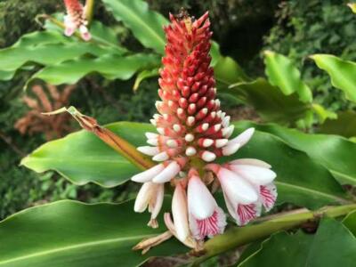 RARE SHELL GINGER alpinia kawakamii unusual upright flowers - 5 seeds £ ...