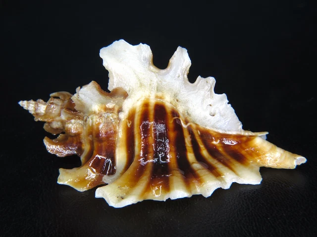 MUREX TRIALATA: AWESOME Color & Pattern @ 67.84Mm W/Operculum! Look ...
