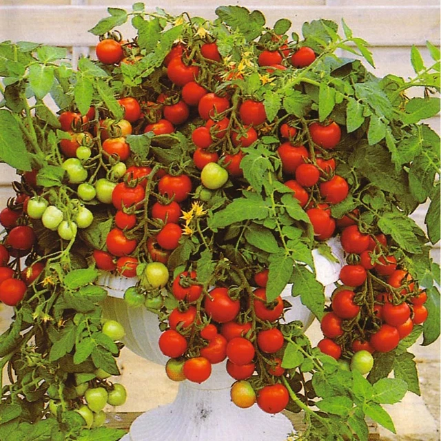 TOMATO MASKOTKA (TRAILING) 20 Finest Seeds £2.79 - PicClick UK