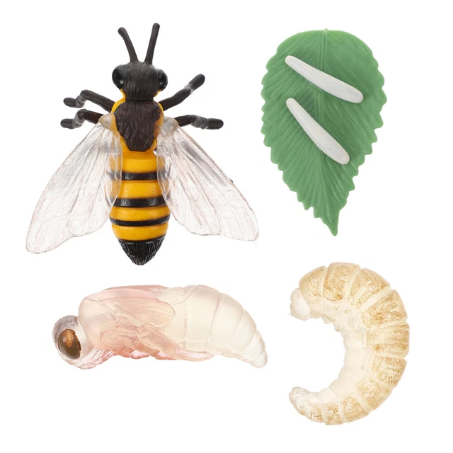LIFE CYCLE BEE Model Bees Cognitive of Realistic Insect Models Woman £6 ...