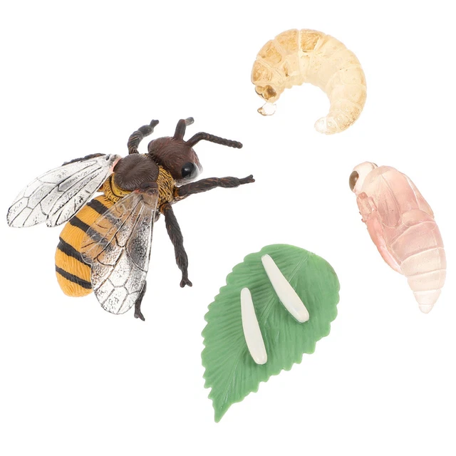 GROWTH CYCLE LIFE Cycle Figurine Stag Beetle Growth Week Ladybug Toy $8 ...