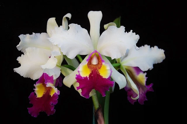 ORCHID CATTLEYA HARDYANA semi-alba Fragrant Near Bloom Size £55.99 ...