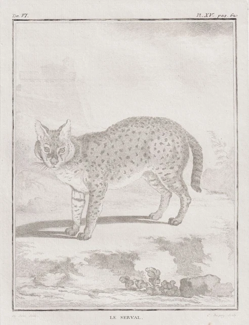 SERVAL KATZE RAUBKATZE Wild cat Kupferstich engraving gravure Buffon ...
