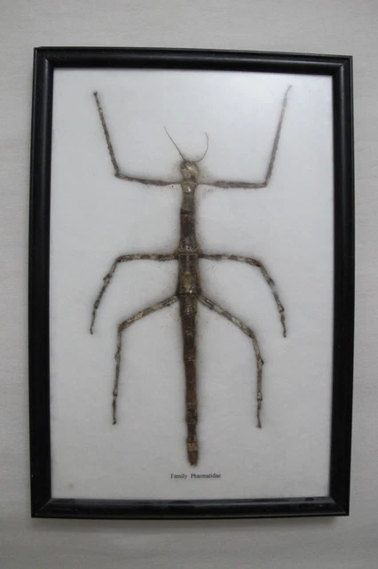 PRESERVED FEMALE GIANT Stick Insect (Family Phasmatidae) £15.00 ...