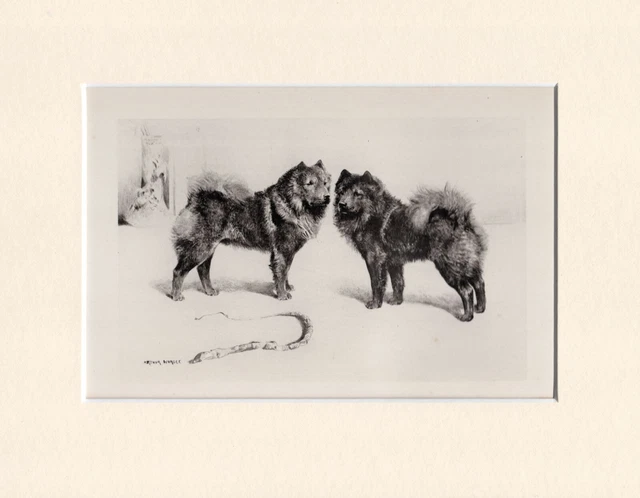 CHOW CHOW RARE 1897 Antique Dog Print Arthur Wardle Ready Mounted £12. ...