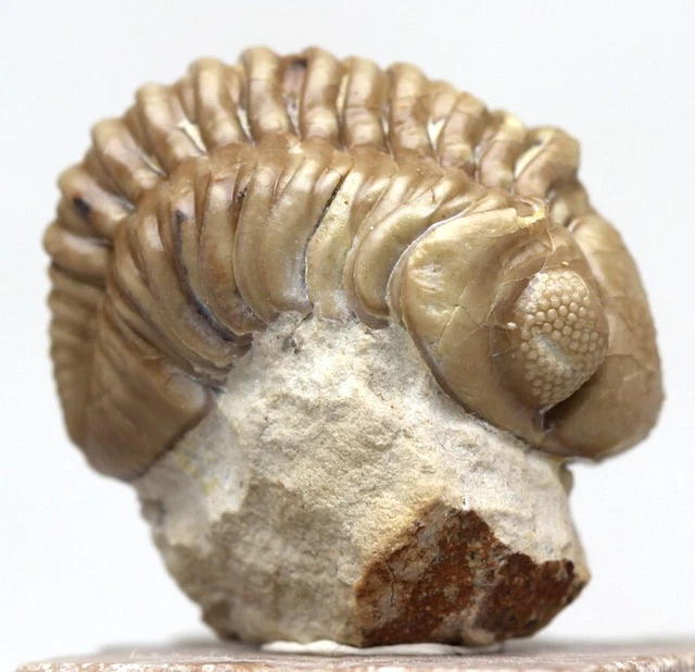 TRILOBITE SPECIMEN FOSSIL Mineral KAINOPS Devonian Sea Life OKLAHOMA ...