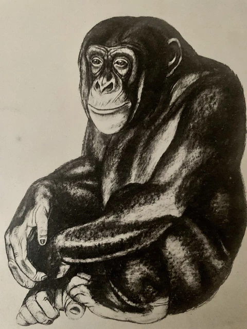 TABLEAU ANCIEN ESTAMPE Art Deco André Magat mangabeys chimpanzé singes ...
