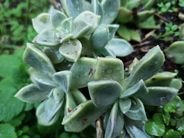GHOST PLANT OU graptoveria paraguayense succulente -Caudex-Varietaga ...