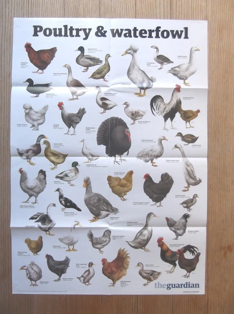 THE GUARDIAN WALLCHART wall chart poster A1 - Poultry and Wildfowl ...