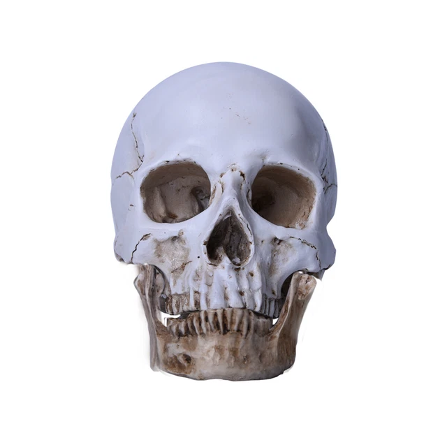 LIFESIZE REALISTIC HUMAN Skull Replica Resin Model Anatomical Halloween ...