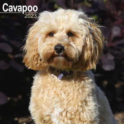 CALENDARIO 2023 CAVAPOO Cavoodle Miniature Barboncino Cavalier King ...