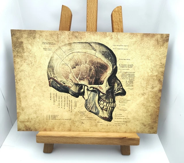 HUMAN SKULL MEDICAL Chart Anatomy Wall Art Print Ref 355 A4 Historic ...