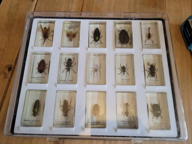 NATIONAL GEOGRAPHIC REAL Life Bugs And Insects in Resin Collection X15 ...