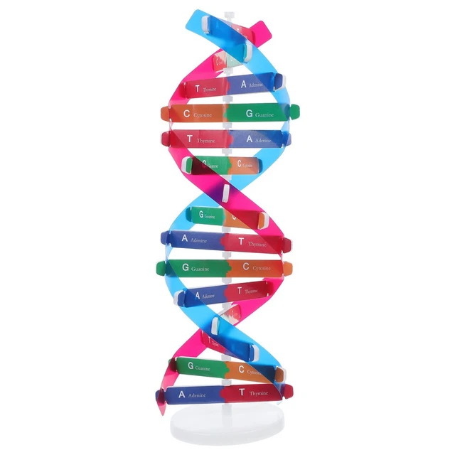 DNA MODEL DOUBLE Helix Structure Model Diy Spiral DNA Display Component ...