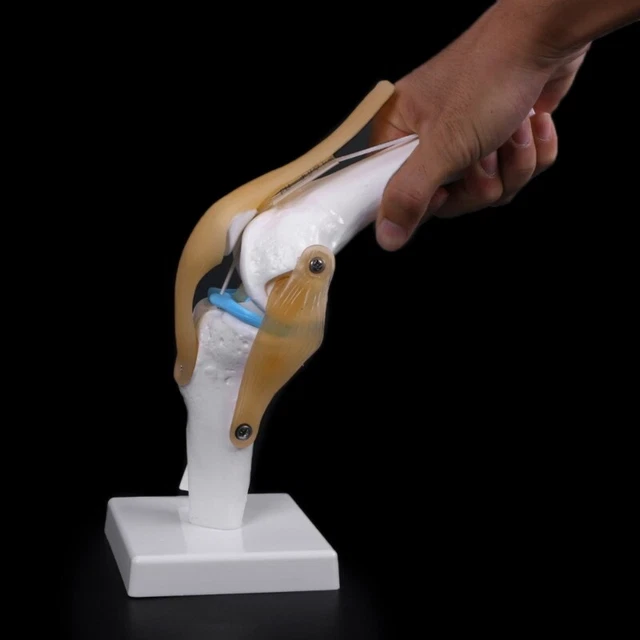 Knee Joint