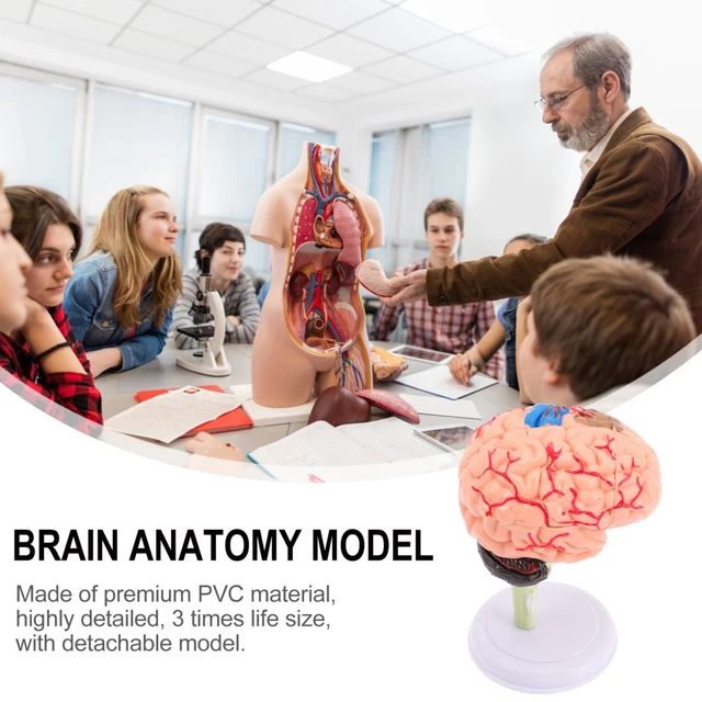 HUMAN BODY TEACHING Models Anatomy for Kids Brain Functional Area £30. ...