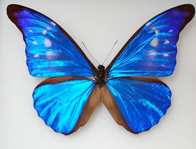 MORPHO RHETENOR CACICA f. paradisiaca from Peru £24.00 - PicClick UK