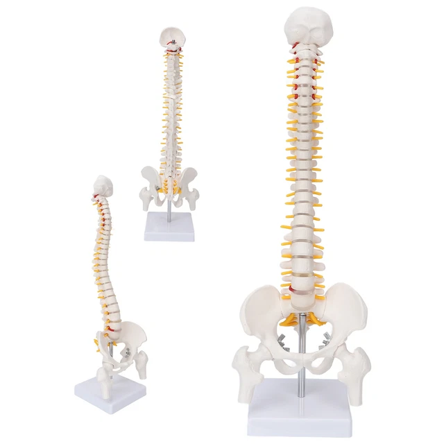 VERTEBRAL COLUMN MODEL Flexible Spine Caudal Anatomical Model With CUT ...