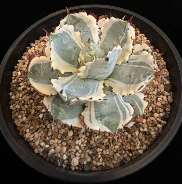 AGAVE ISTHMENSIS 'KABUTOGANI' Variegated VERY RARE Succulent Half Moon ...