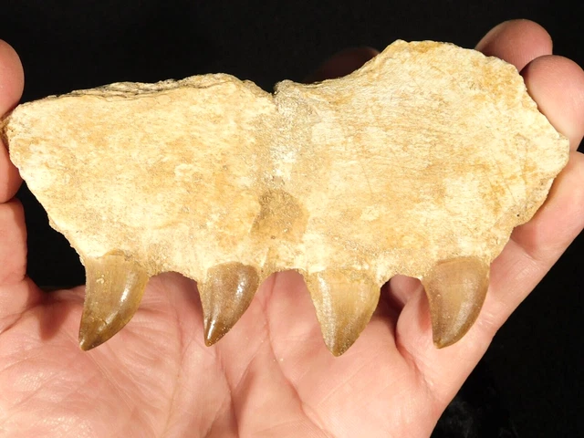100 MILLION YEAR Old Mosasaurus JAW Bone Fossil with FOUR Fossil Teeth ...
