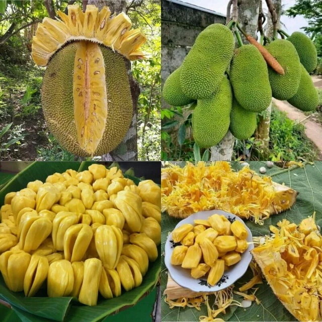 GRAFTED HONEY JACKFRUIT Tropical Fruit Plant ship DHL 10"-18"[Ready ...