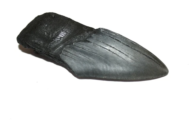 MIOCENE BONE VALLEY Fm Carcharodon megalodon 'The Meg' partial tooth ...