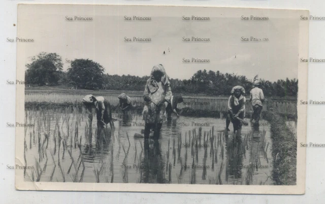 POSTCARD SIZE PHOTO Malacca Malaya rice transplanting 1950s £8.50 ...