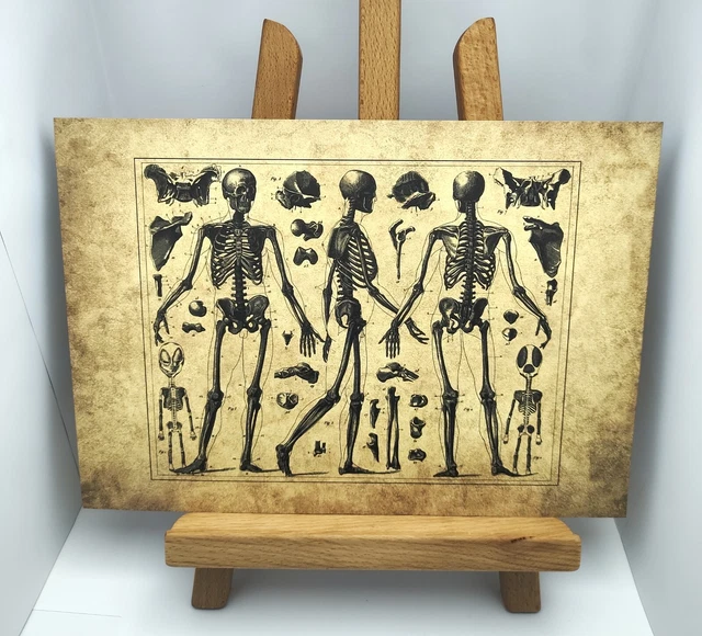 MEDICAL ANATOMY HUMAN Odd Weird Print Ref 144- A4 Ancient Art Picture ...