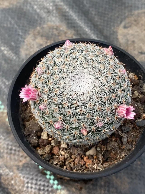 RARE SUCCULENT LIVE plant Mammillaria brauneana own root Garden plants ...
