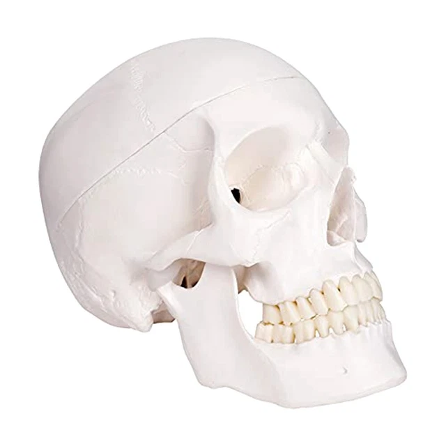 HUMAN SCULL MODEL, Size Anatomy Anatomical Adult Model with ...