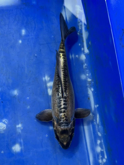 JAPANESE KOI CARP- 26cm Ikarashi Ozumi £20.00 - PicClick UK