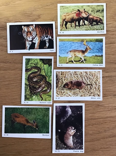 VINTAGE DANDY TRADE Cards: Wild Animals Series H - Arabic Text x 7 ...