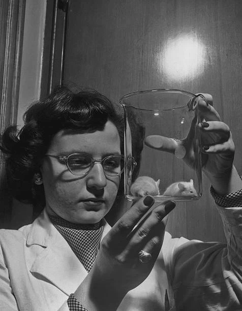 FEMALE LABORATORY ASSISTANT a pair mice that have been injected an Old ...