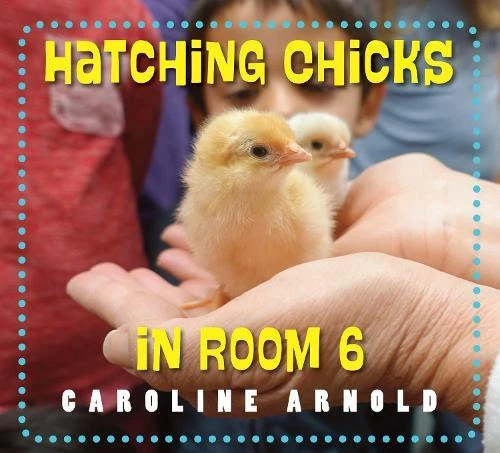 CAROLINE ARNOLD HATCHING Chicks in Room 6 (Relié) Life Cycles in Room 6 ...
