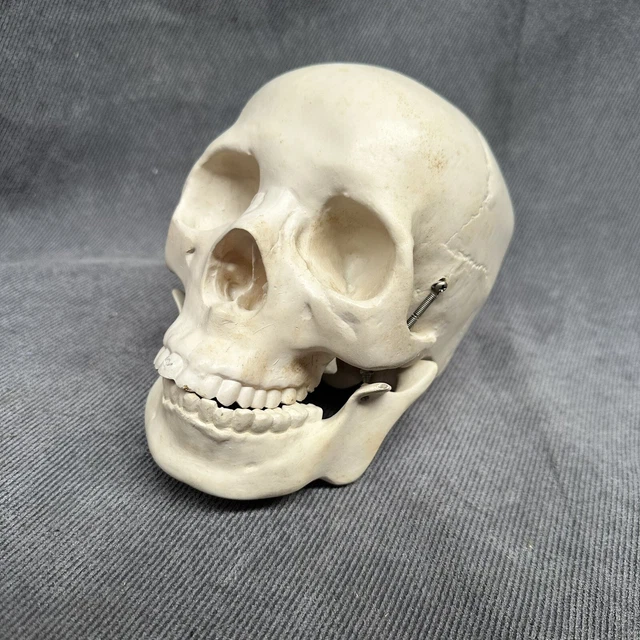 LIFE SIZE PLASTIC Skull Articulated Jaw Halloween Prop Decor £31.85 ...