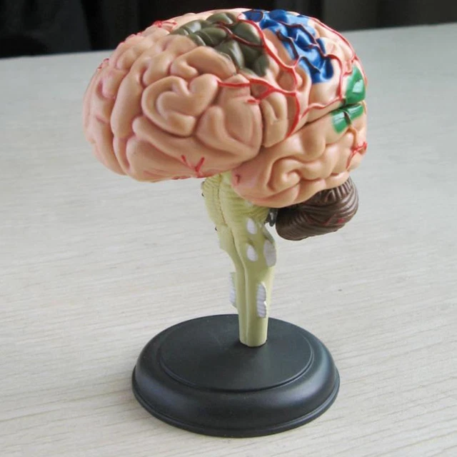 MODELLO ANATOMICO CERVELLO umano smontato 4D Anatomia L9U4 insegnamento ...