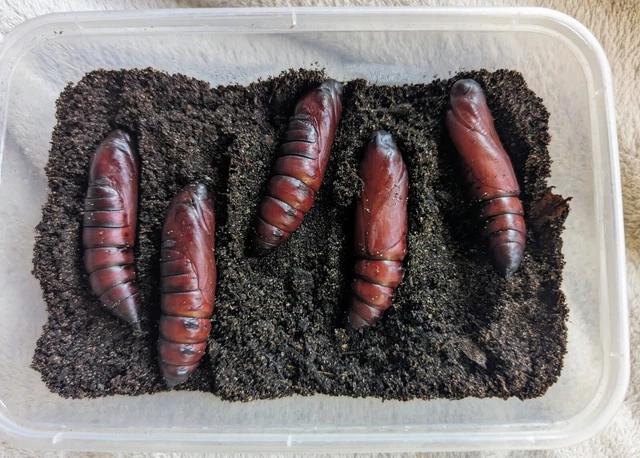 DEATH'S HEAD HAWK Moth Pupae, Chrysalis X 5 , Acherontia Atropos, Live ...