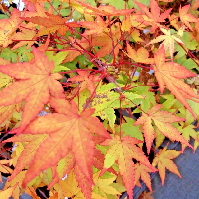 JAPANESE MAPLE. ACER Palmatum Senkaki in 2 Litre Pot. Beautiful Red ...