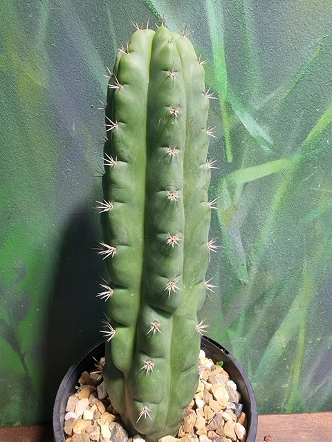 TPC X JULLS Giant Rare Clone Collectors Cactus Plant $99.00 - PicClick AU