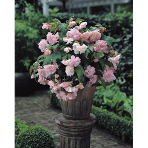 PACK DE 3 ampoules/tubercules Begonia cascade rose floraison WPC Prins Ampoules EUR 4,27 ...