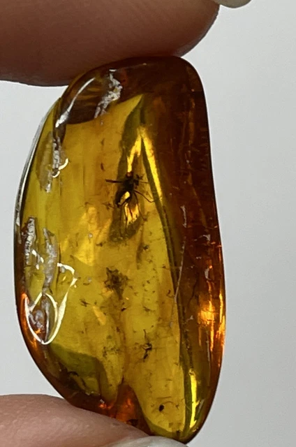 AMBER STONE WITH FLY Insect.FLY Trapped in Amber Stone.Insect in Amber ...