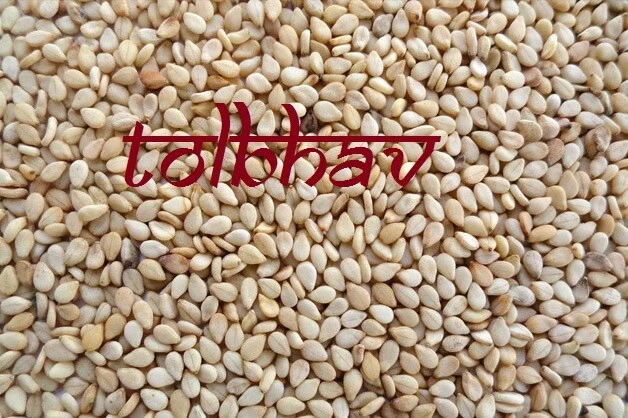 100% PURE SESAME White / Til Natural Spice Premium Quality from India ...